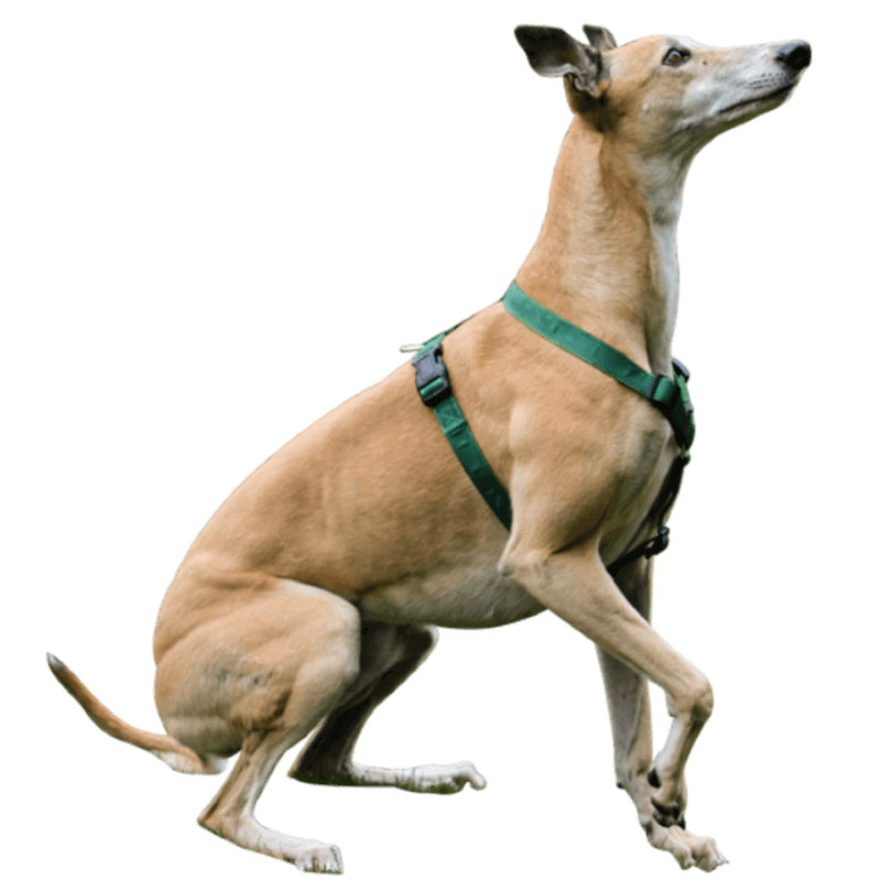 dog_leg_up_transparent_800x800 – Gladton Dietary Supplements